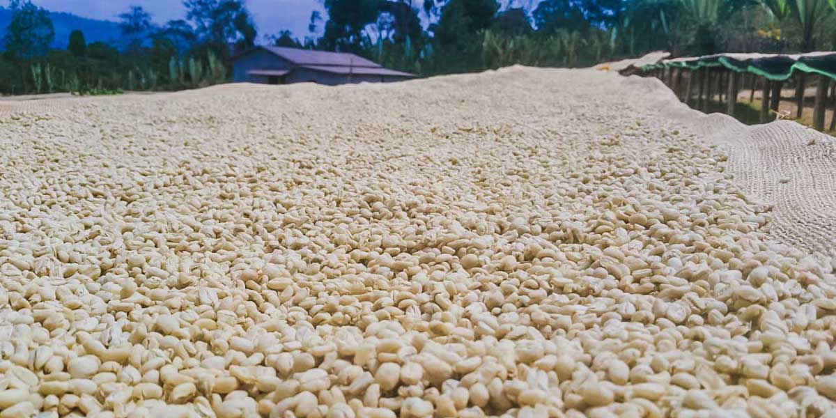 Washed Sidamo G2 - wubeshepherd.com