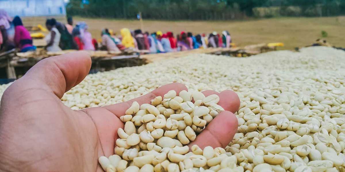 Washed Sidamo G2 - wubeshepherd.com